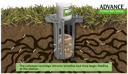 Termite Control | All County Pest Control