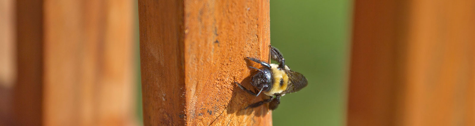 Carpenter Bee Control | Irvington, Rye, Tuckahoe Exterminators
