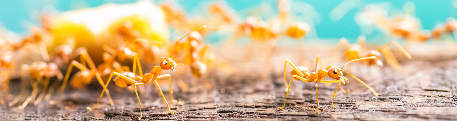 Citronella Ant Control in Carmel | All County Pest Control