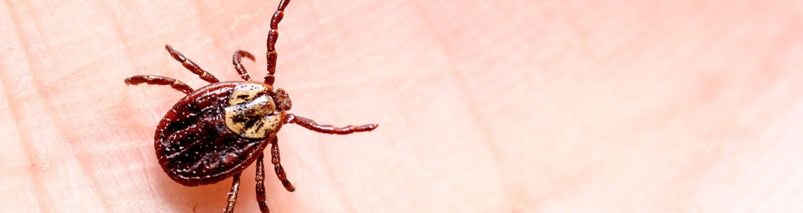 The Dangers of Ticks | Westchester Tick Treatments from All County Pest