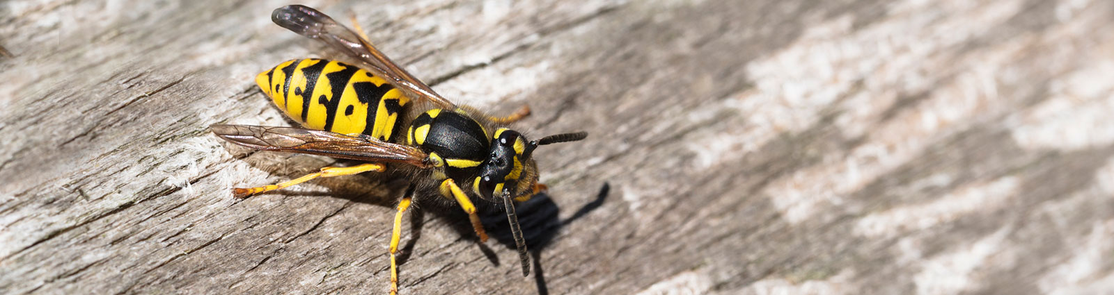 Yellow Jacket Control & Extermination Harrison | All County
