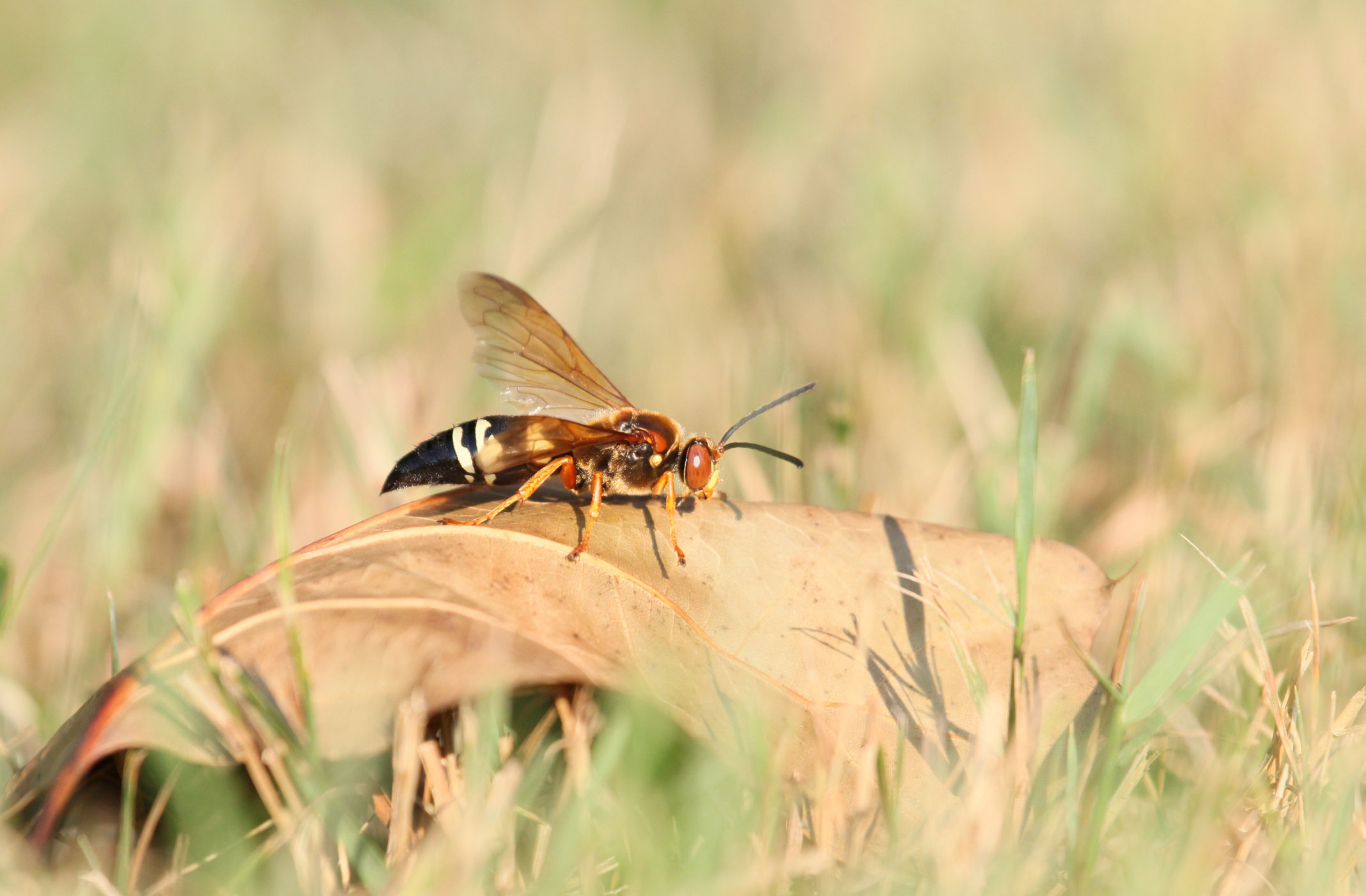 Giant Wasps in Your Yard – 5 Things You Should Know! - All County Pest ...