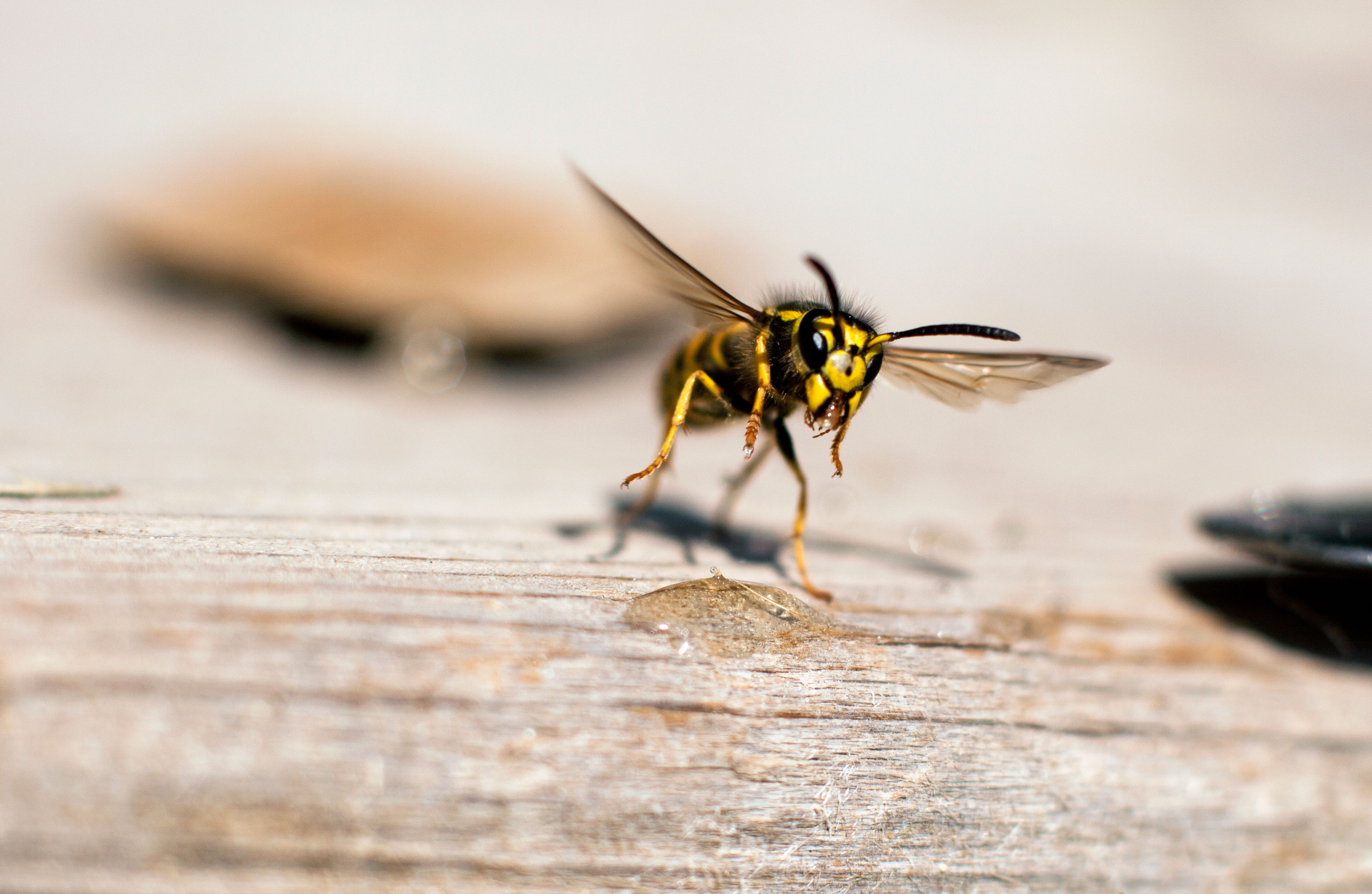5 Things You Need To Know About Yellow Jackets | All County Pest Control