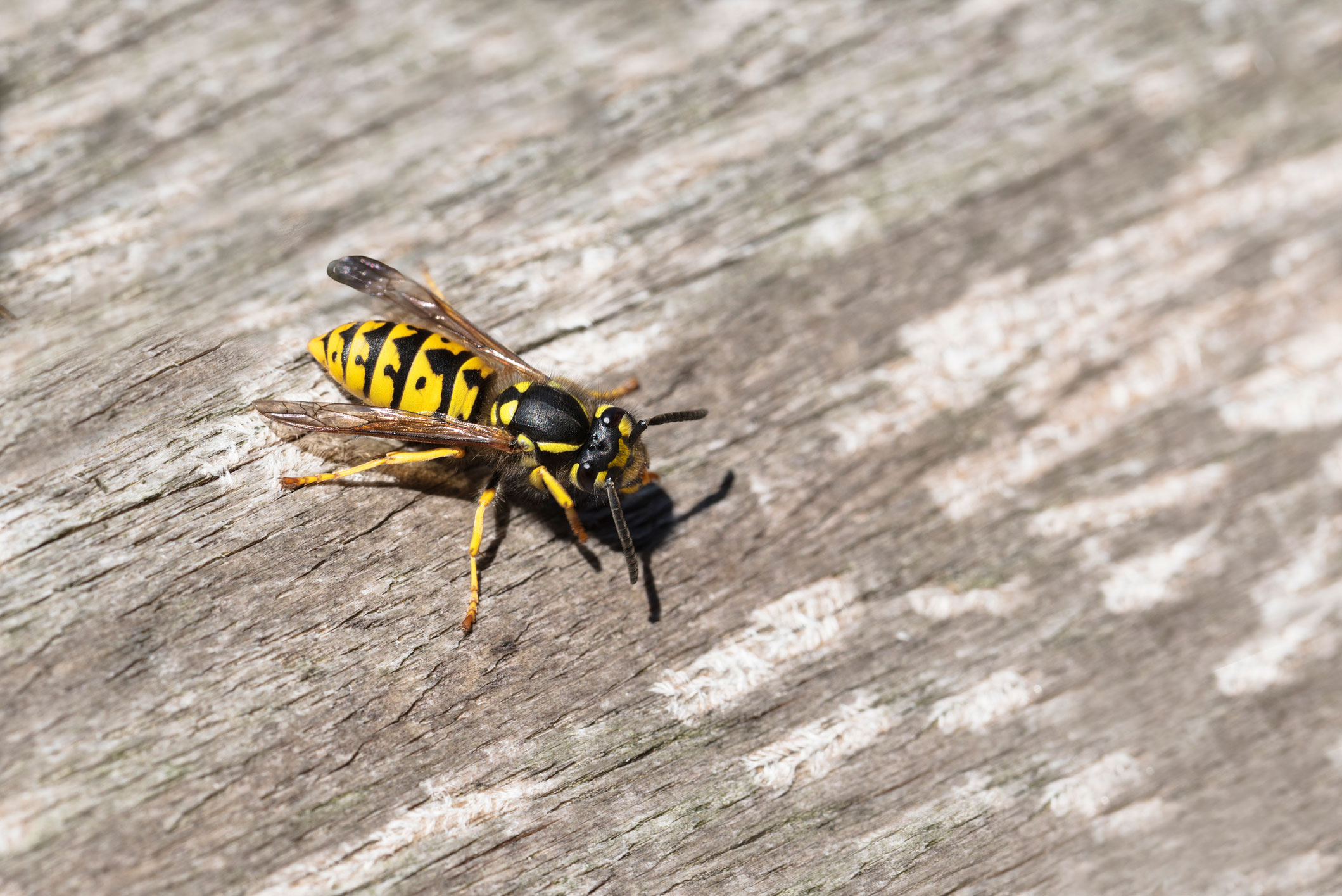 Interesting Facts About Mosquitoes, Wasps and Other Summer Pests - All ...