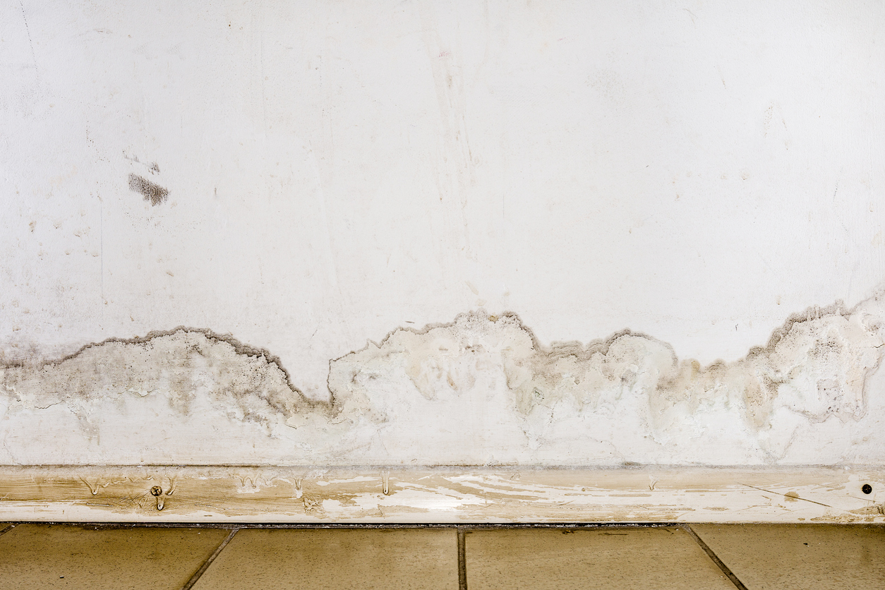 5 Signs of Moisture in Basements or Crawl Spaces | All County Pest